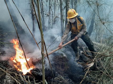 Incendios Forestales Afectan A 82 768 Hectáreas De áreas Verdes En