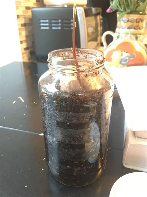 Glass Rooting Containers High Potential Low Code How Modular