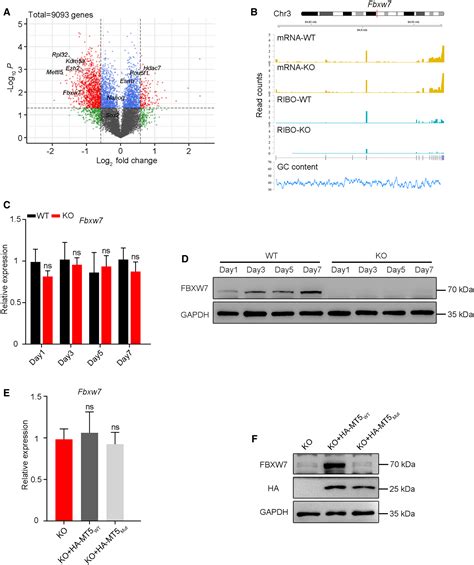 The 18s Rrna M6a Methyltransferase Mettl5 Promotes Mouse Embryonic Stem