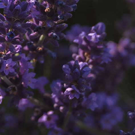 Multi Surface Cleaning Tablets Simplehuman