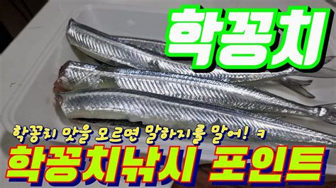 맛이 일품인 학꽁치 낚시 포인트 공개 Youtube