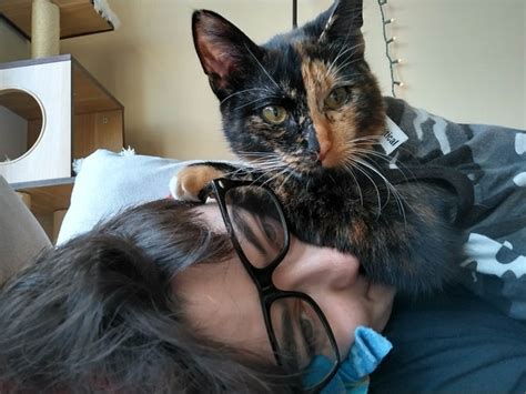 How Can You Tell If Your Cat Loves You 8 Ways Your Cat Says I Love