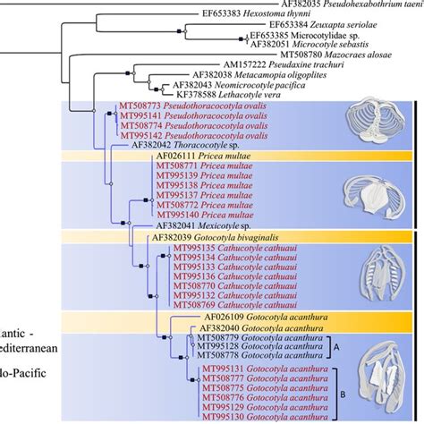 Phylogenetic Analysis By Maximum Likelihood And Bayesian Inference