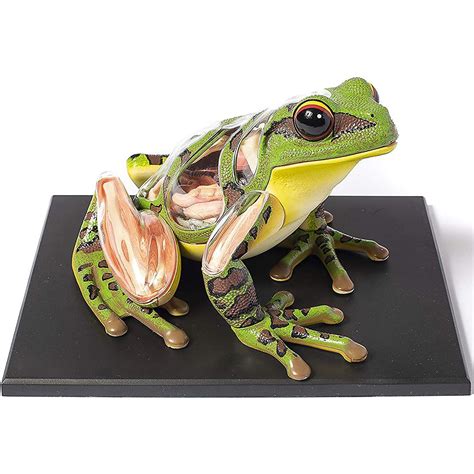 4d Vision Frog Anatomy Model Kit Educational Teach Grandado