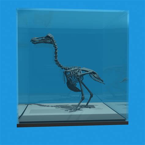 3d Printed Dodo Skeleton 150 Mm Tall In Perspex Case Gothic Dodo