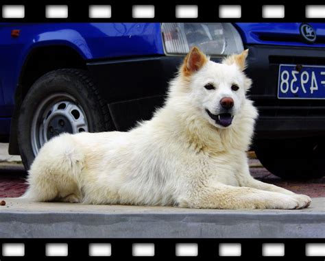 钟涛 摄影作品：妞妞