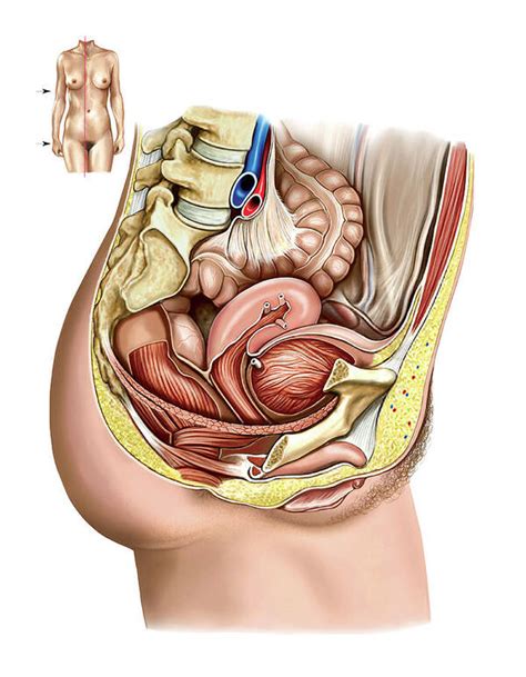 Female Genital System 52 Poster By Asklepios Medical Atlas Pixels