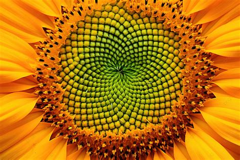 Tessellations In Nature Flowers