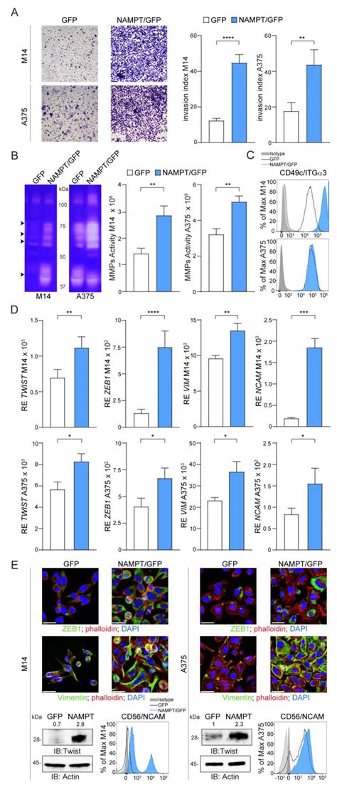 Nampt Over Expression Induces A Phenotype Switch Towards Invasive And