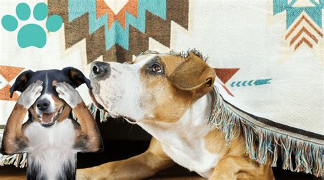 Ways To Mentally Stimulate Your Dog Indoors Dog Corner