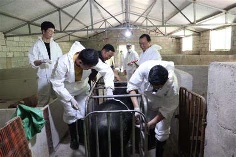 动物科学学院完成江口萝卜猪遗传资源普查工作