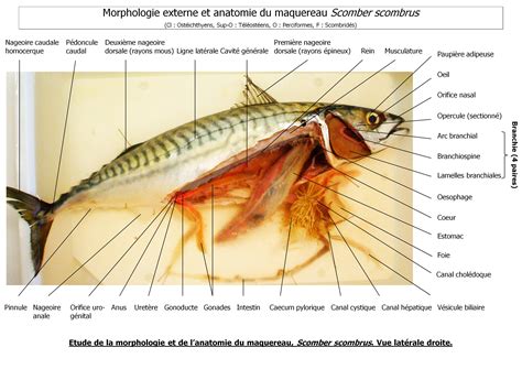 Le Blog De M Colin Chronique De Dissection Le Maquereau