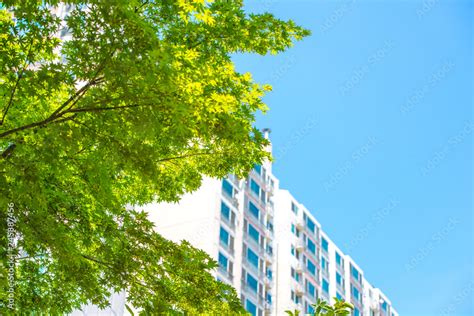 봄 풍경 봄 꽃 초록 식물 백그라운드 사진 이미지 스톡 사진 Adobe Stock