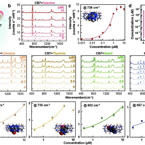 Nucleobase Sensing Using Sers A Detection Of Nucleobases Using Hybrid Download Scientific