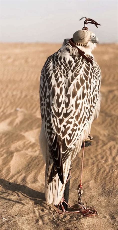 خلفياتفخمه خلفياتشاشة صقر صقرالعرب صقور صقورزايد صقورالسعو