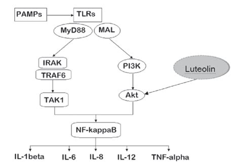 Signaling Pathways To Produce Il 6 Download Scientific Diagram