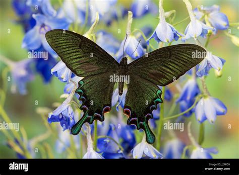 Asian Swallowtail Butterfly Papilio Syfanius Stock Photo Alamy
