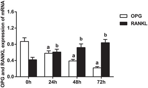 mrna expression levels of opg rankl and rank after microrna mir 145
