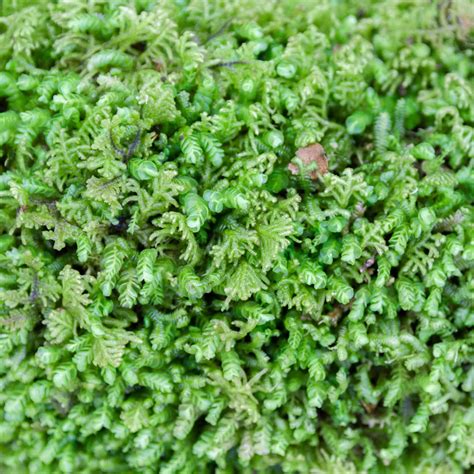 Australias Best Live Moss And Lichens Koda The Moss Experts Australia