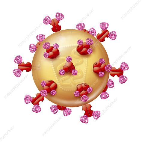 Hiv Particle Illustration Stock Image C0214267 Science Photo Library