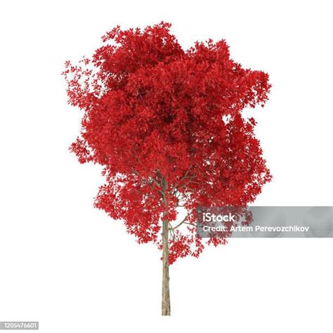 흰색 배경에 나무입니다 붉은 단풍 나무입니다 클리핑 경로포함 3d 렌더링 0명에 대한 스톡 사진 및 기타 이미지 0명 3