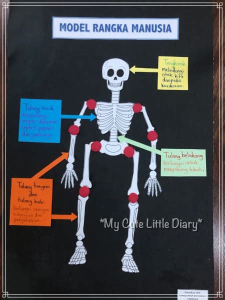 My Cute Little Diary Projek Sains Model Rangka Manusia Tahun 5