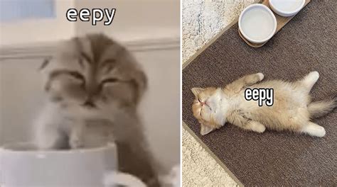 Eepy Know Your Meme