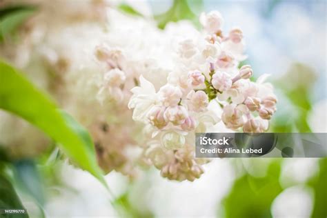 정원에서 아름답고 향기로운 라일락 공간의 복사본이있는 클로즈업 배경 화면의 배경 흐림 효과가있는 매크로에서 배경으로 촬영했습니다 자연 벽지 선택적 초점 0명에 대한 스톡