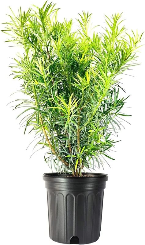 Podocarpus Macrophyllus 1 Extra Large 3 Gallon Plant Japanese Yew Low