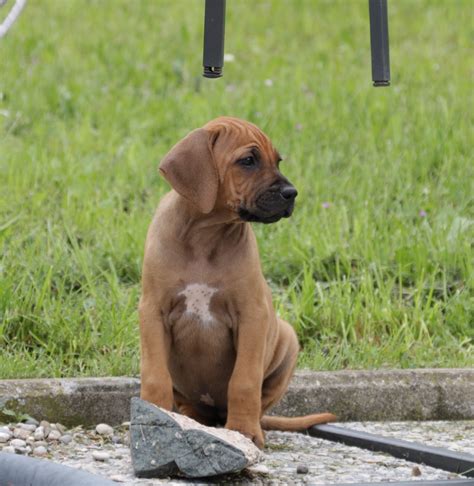 L Ansia Da Separazione Nel Rhodesian Ridgeback Zanardi S Rhodesian