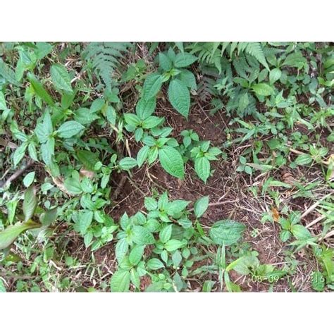 Jual Bibit Atau Stek Tanaman Poh Pohan Shopee Indonesia