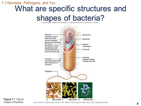 Human Biology Sylvia S Mader Michael Windelspecht Ppt Download