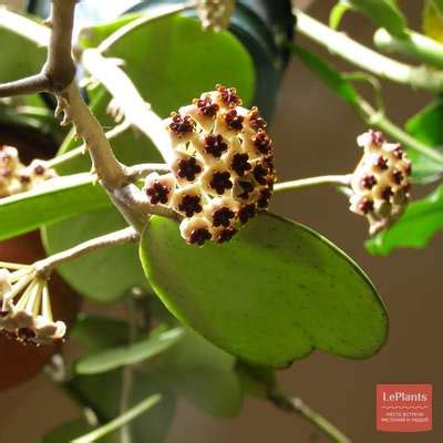 Хойя изящная (Hoya gracilis) — описание, выращивание, фото | на LePlants.ru