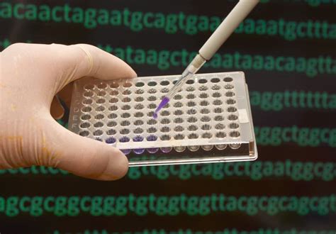 DNA Testing In A Scientific Laboratory Stock Photo Image Of Genetic Medicine 78020766