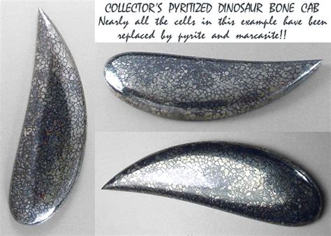 Dinosaur Bones Stone Gemstones