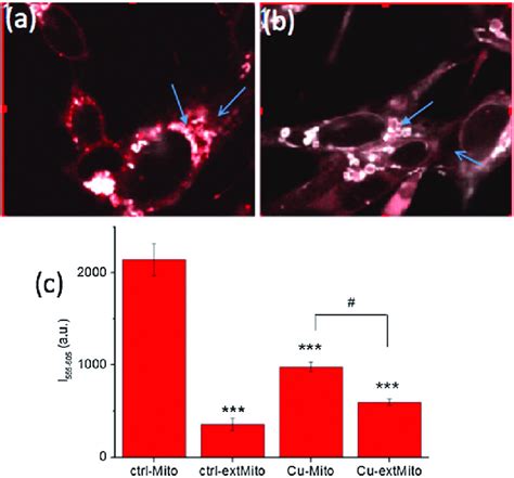 LSM Of Differentiated SH SY5Y Cells A Control In Basal Medium B