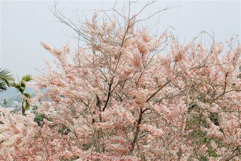 粉紅花海魅力 竹崎鄉阿拉伯粉紅村盛開 蕃新聞