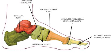 Transverse Tarsal Joint