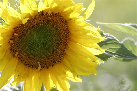 Подсолнечник однолетний (много фото) - treepics.ru