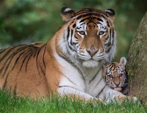 Tiger Mum And Cub R Hardcoreaww