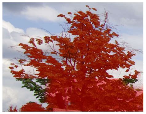 Refining Selection Sometimes Does Not Work As Expected In Affinity Photo V2 Desktop Questions