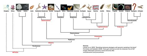 Phylogenetic Tree Of Metazoa By Concavenator On Deviantart