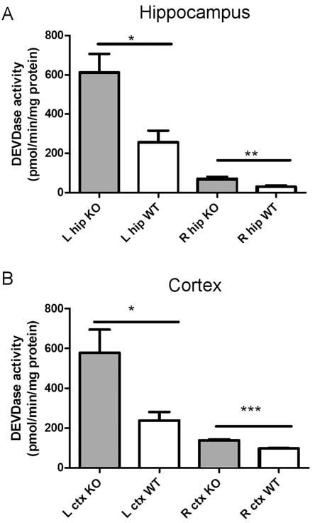 Increased Caspase 3 Activation In Xiap Ko Mice Following Neonatal H I Download Scientific