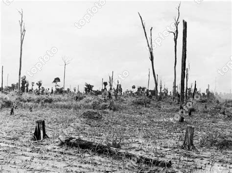 agent orange effects before and after