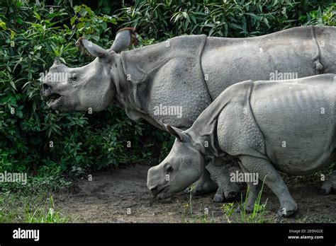 Rhinos In Kaziranga National Park In The State Of Assam India Stock