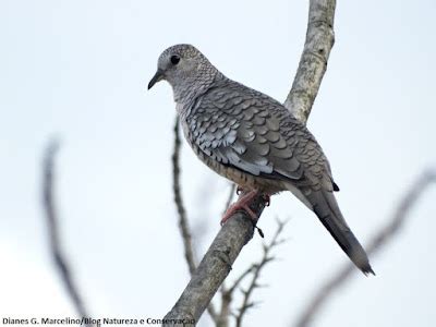 Aves do Brasil conheça a rolinha fogo apagou Columbina squammata Natureza e Conservação