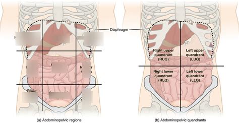 Human Anatomy Exam 1 Diagram Quizlet