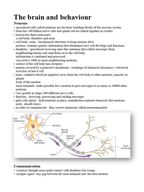 Brain And Behaviour Pdf Nervous System Neuron