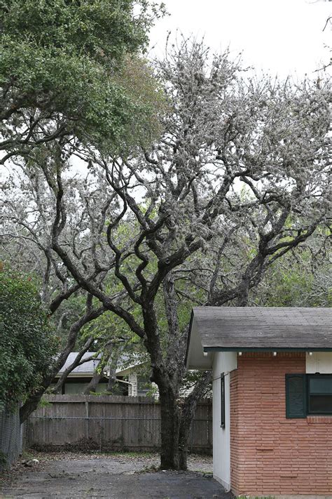 Fatal Oak Tree Disease Resurfaces In Glenville