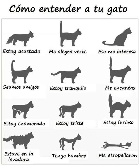 Gatos Meme Subido Por Mbarral61 Memedroid